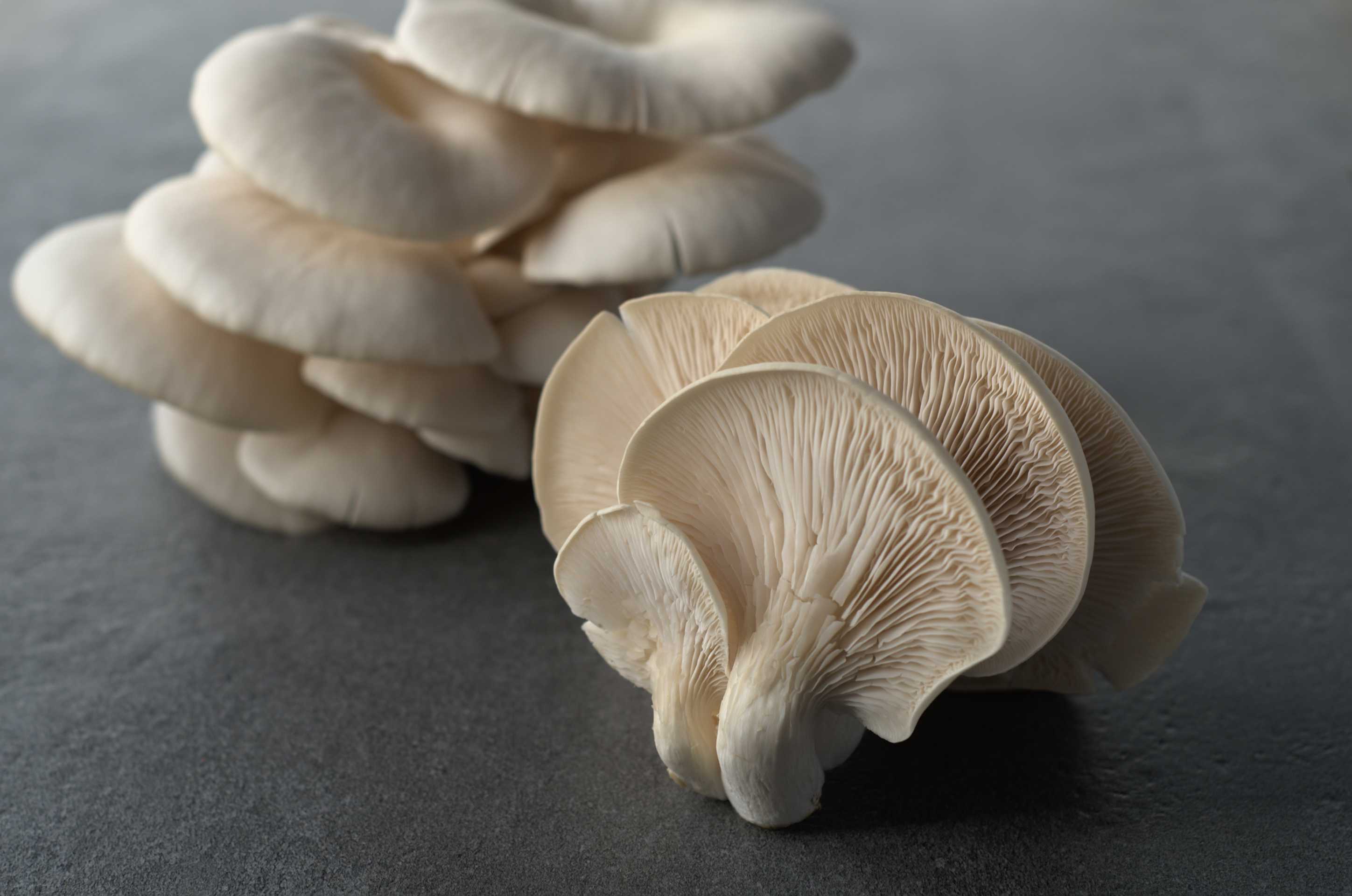 Champignons du Québec et du Canada | Racines boréales