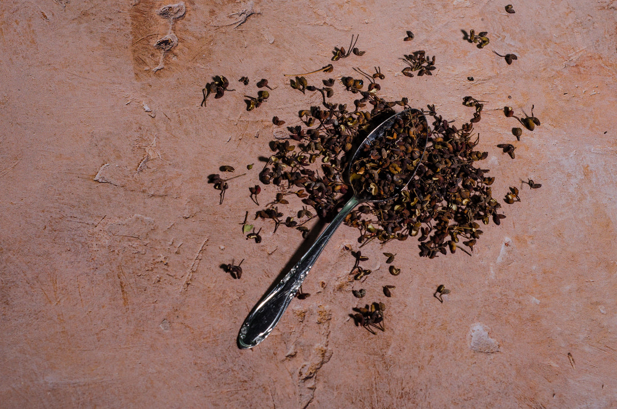 Clavalier d'Amérique | Racines boréales
